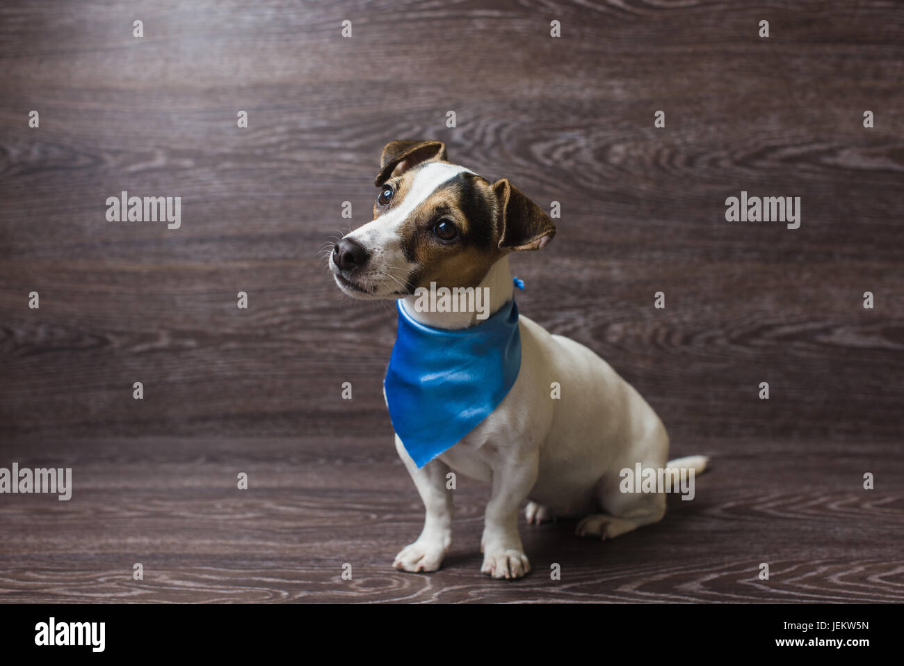 Pretty puppy is staring with curiosity. Jack Russell Terrier in a ...