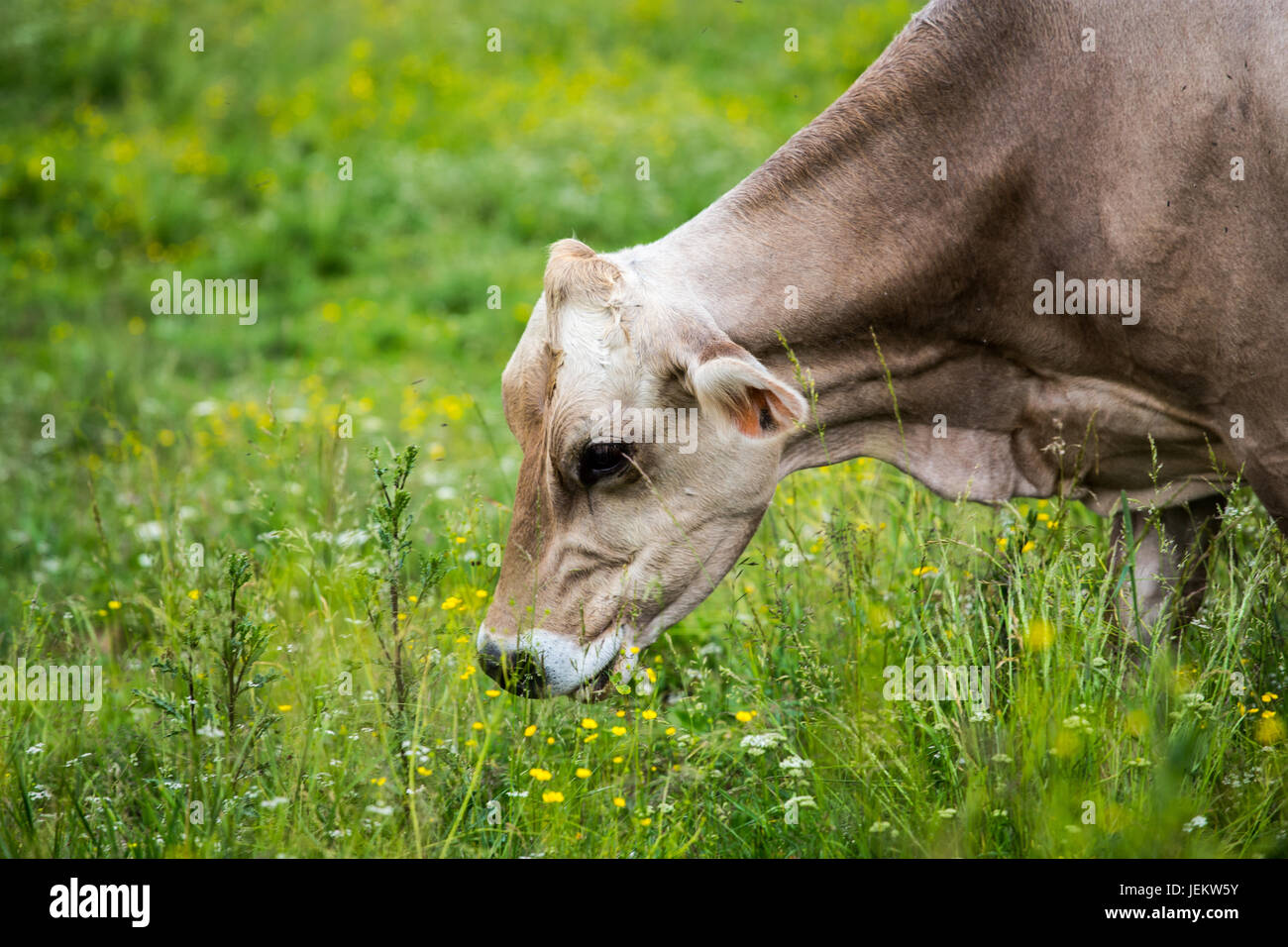Close up cow face hi-res stock photography and images - Alamy