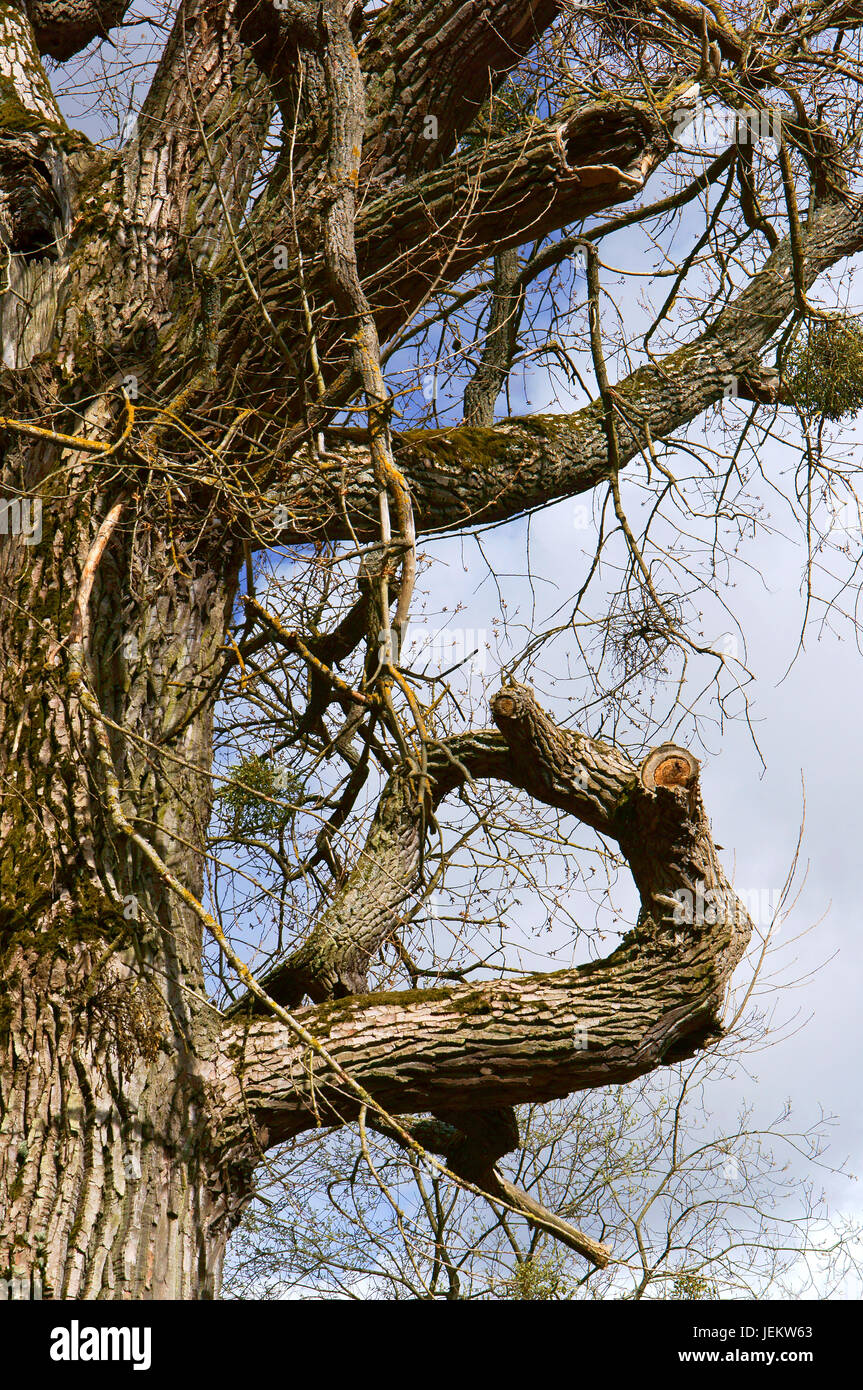 a huge old tree twisted twigs under the pressure of many years of winds ...