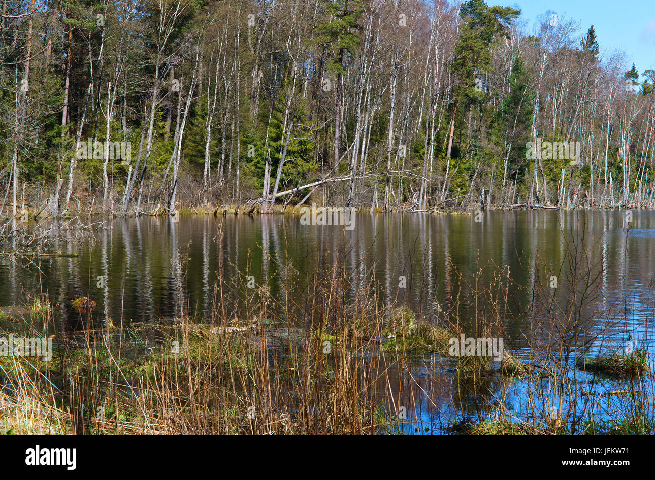 swamp marsh mire wetland fen morass quagmire slough marshland Stock ...