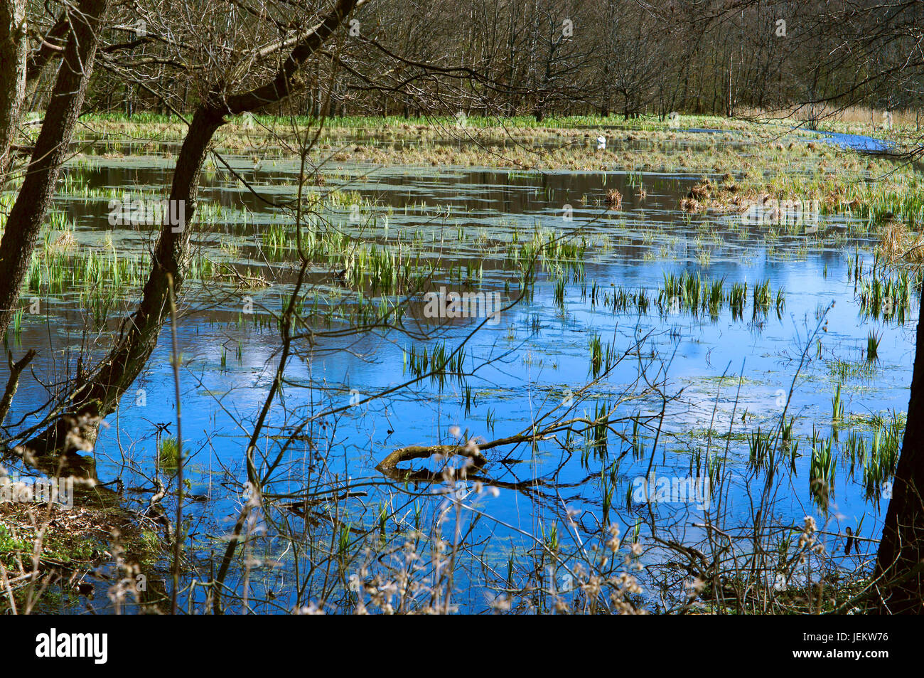 swamp marsh mire wetland fen morass quagmire slough marshland Stock ...