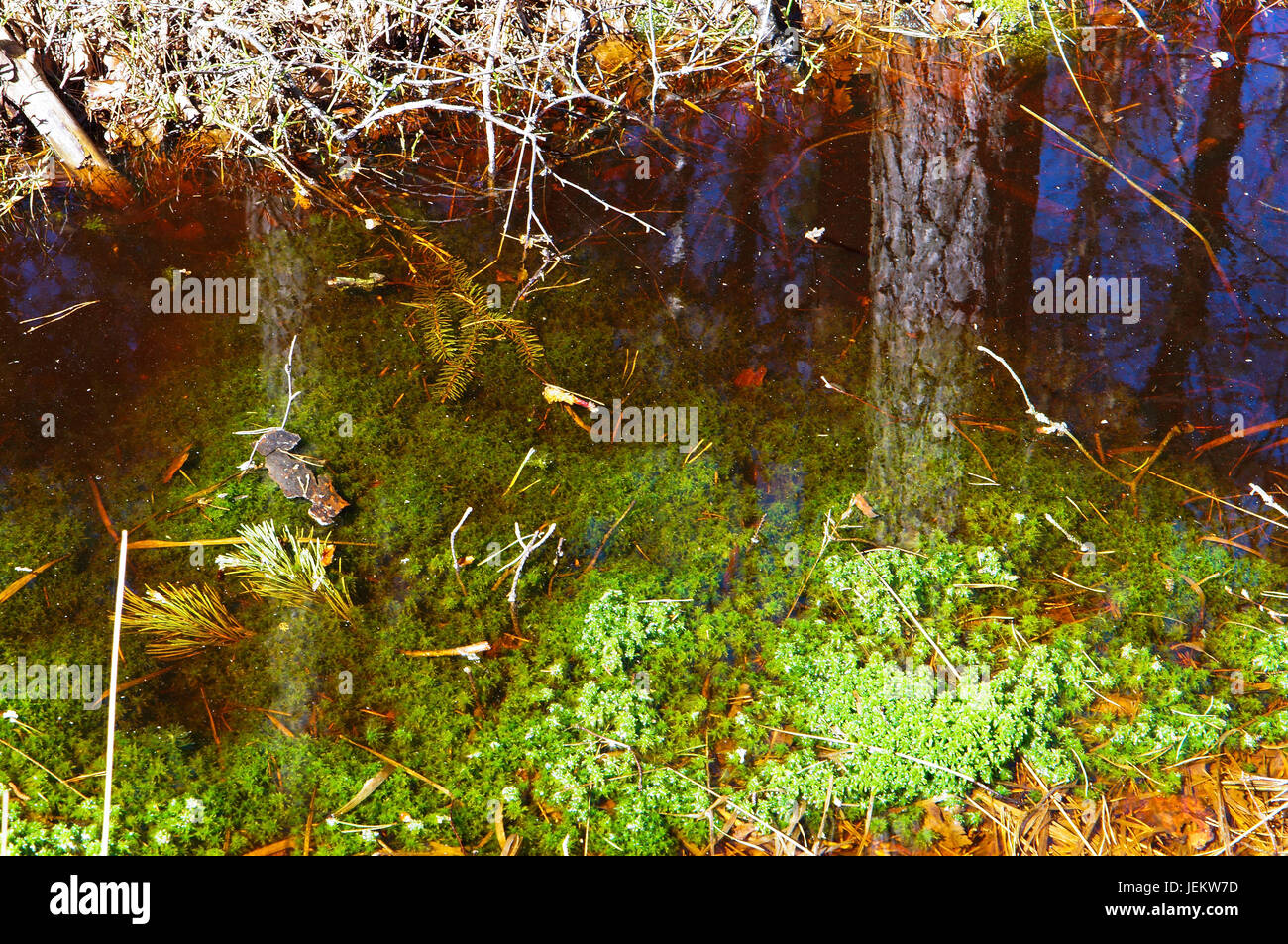 swamp marsh mire wetland fen morass quagmire slough marshland Stock ...