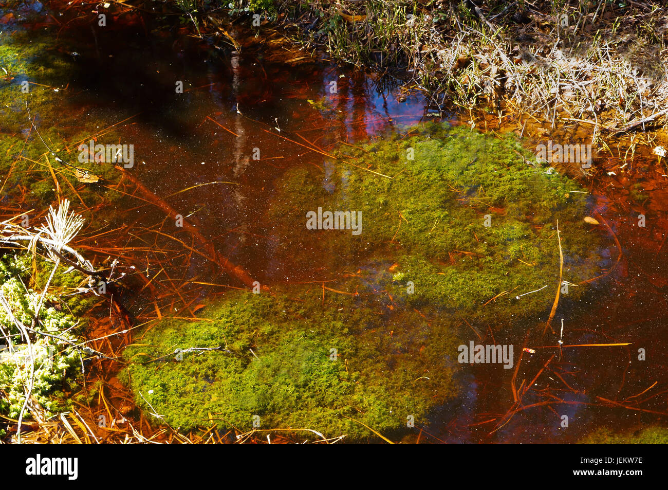 swamp marsh mire wetland fen morass quagmire slough marshland Stock ...