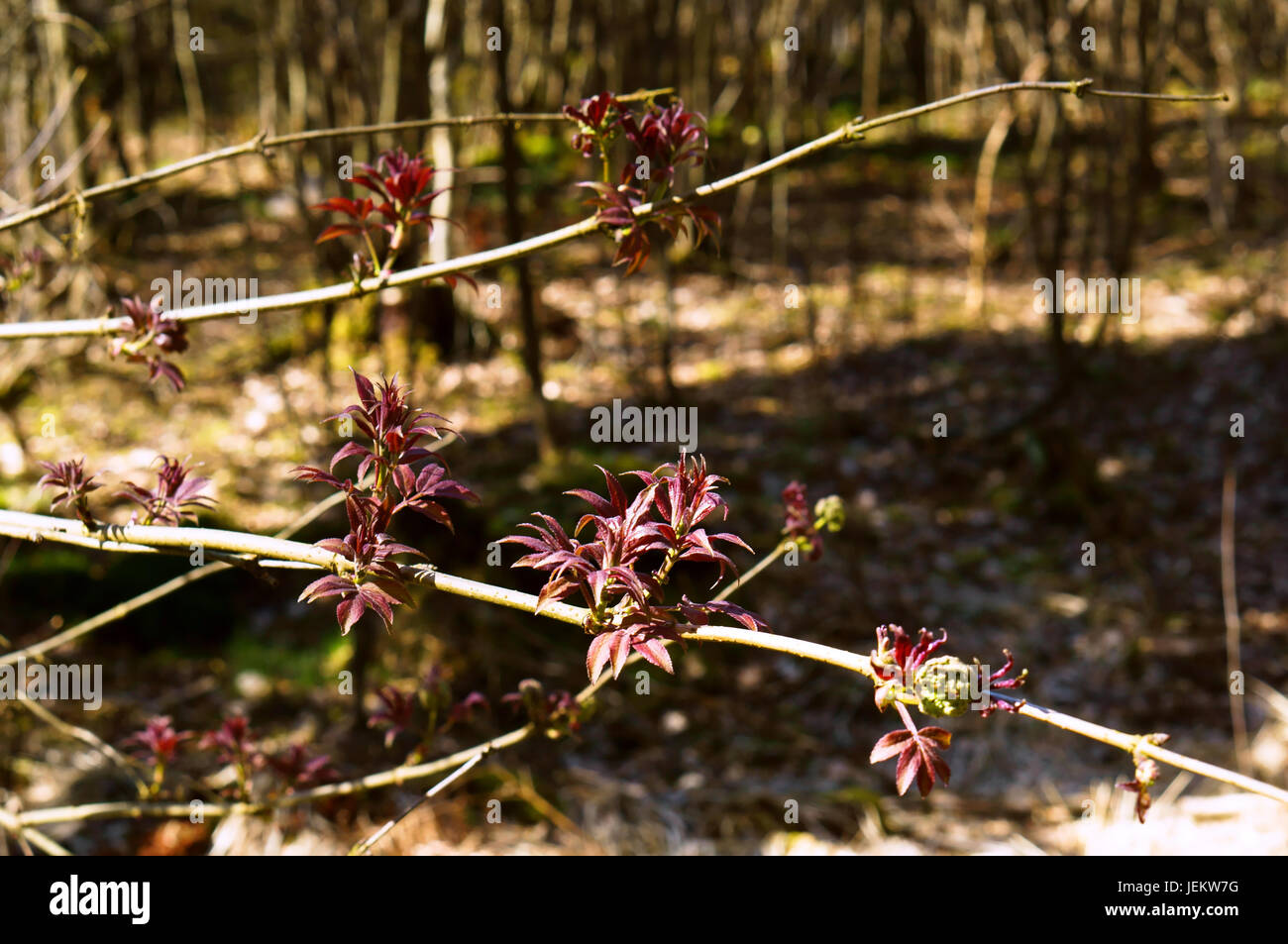 in early spring the buds swell on the tree Stock Photo - Alamy