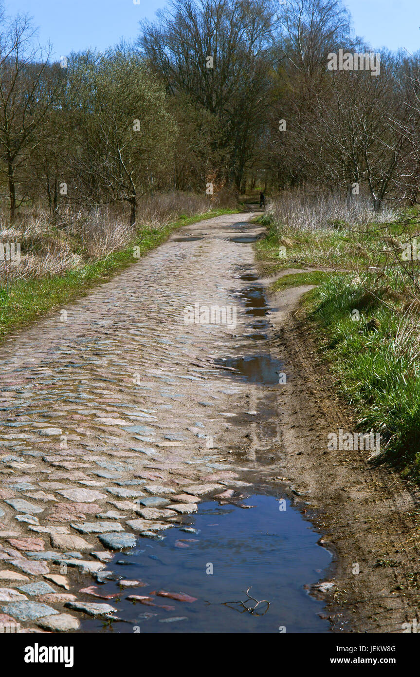 alley trees high road footpath ancient journey uncharted Stock Photo ...
