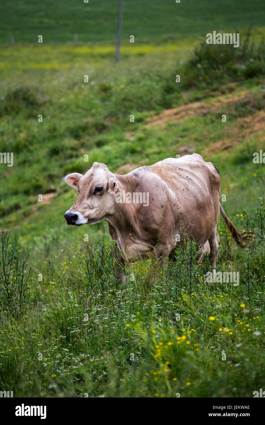 Cow (Swiss Braunvieh breed) walking on a green meadow Stock Photo - Alamy