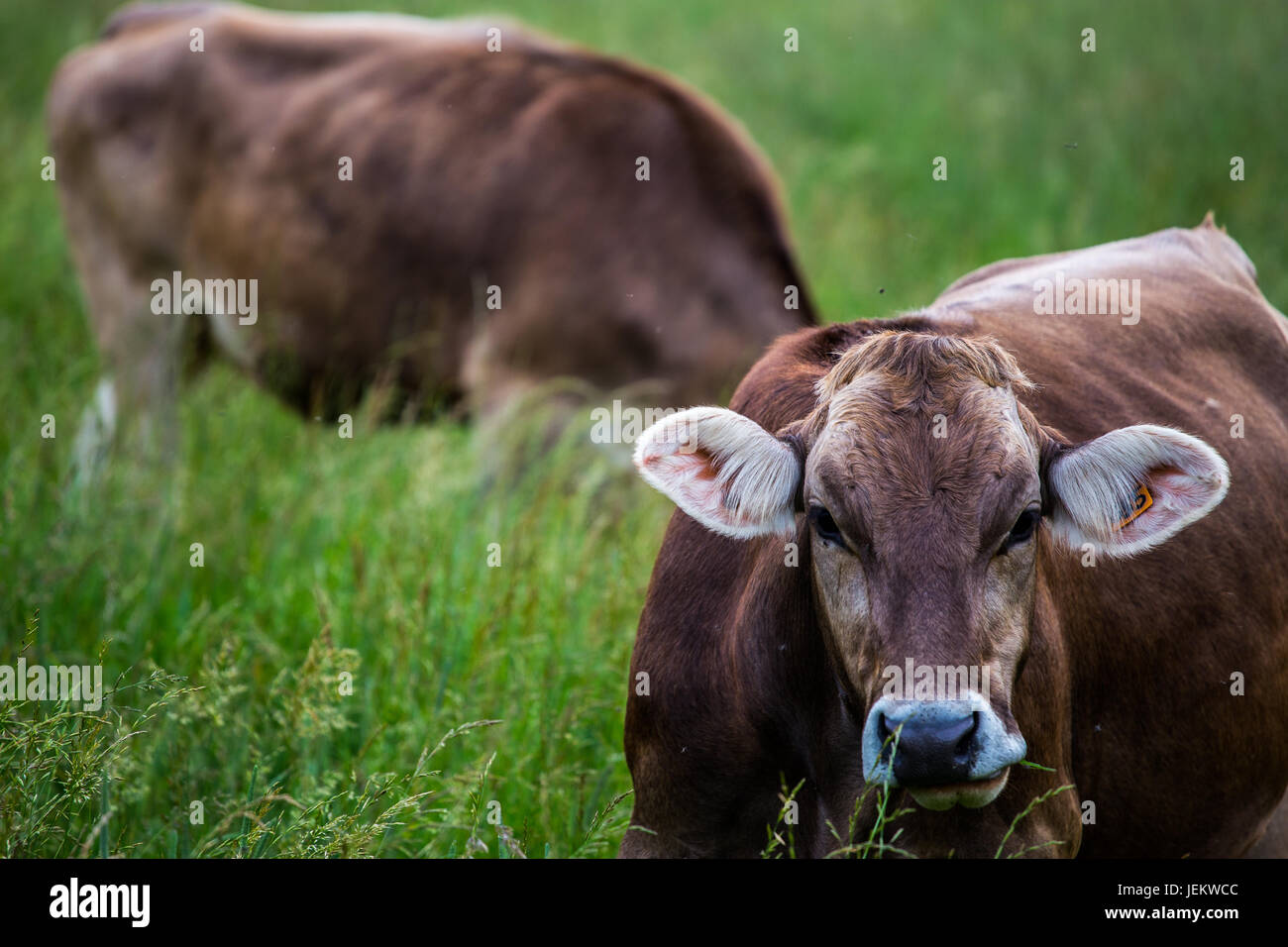 Cow's face (Swiss Braunvieh breed) with other cow grazing on a green ...
