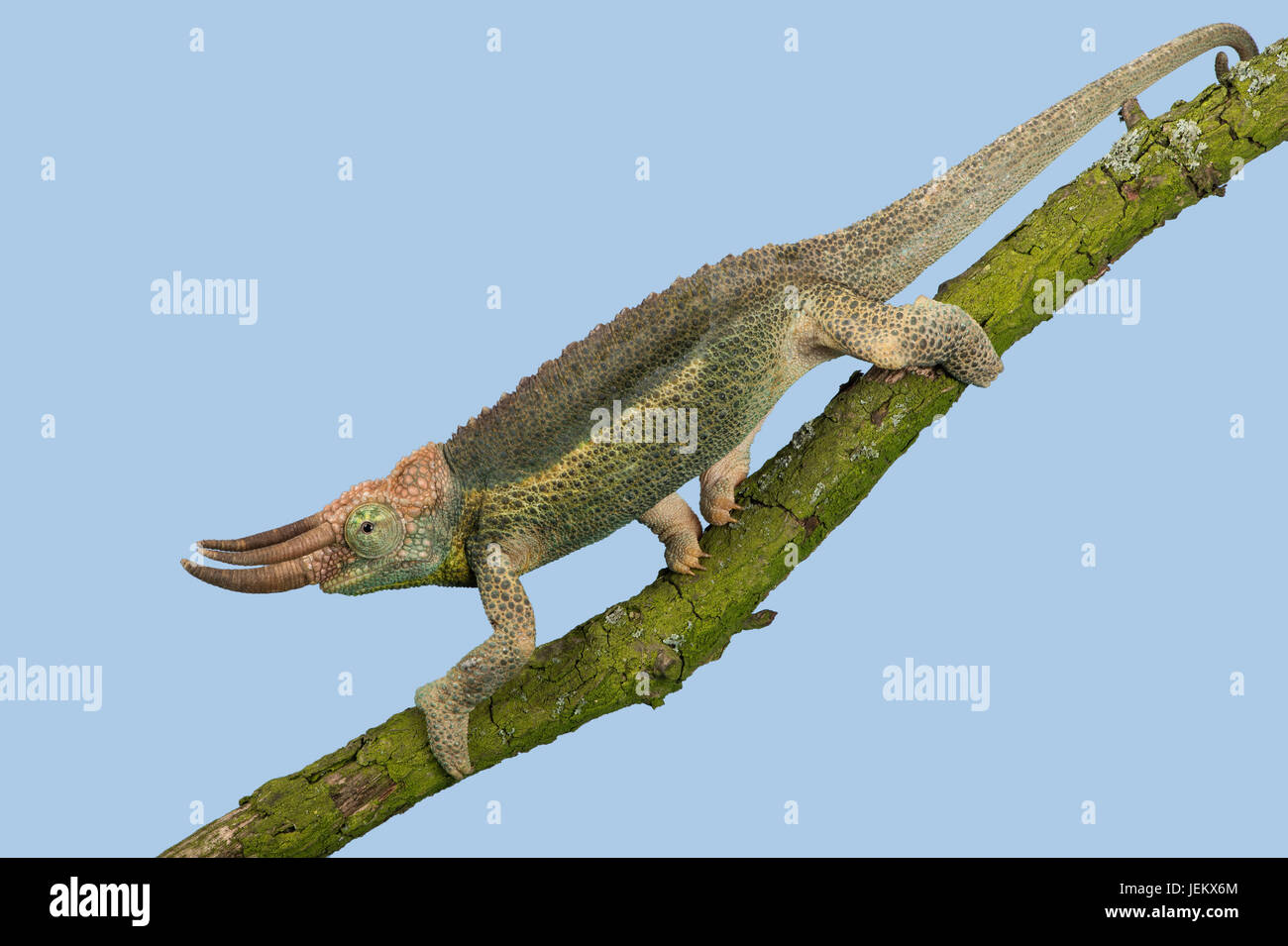 Jackson’s Chameleon (Trioceros jacksonii Stock Photo - Alamy
