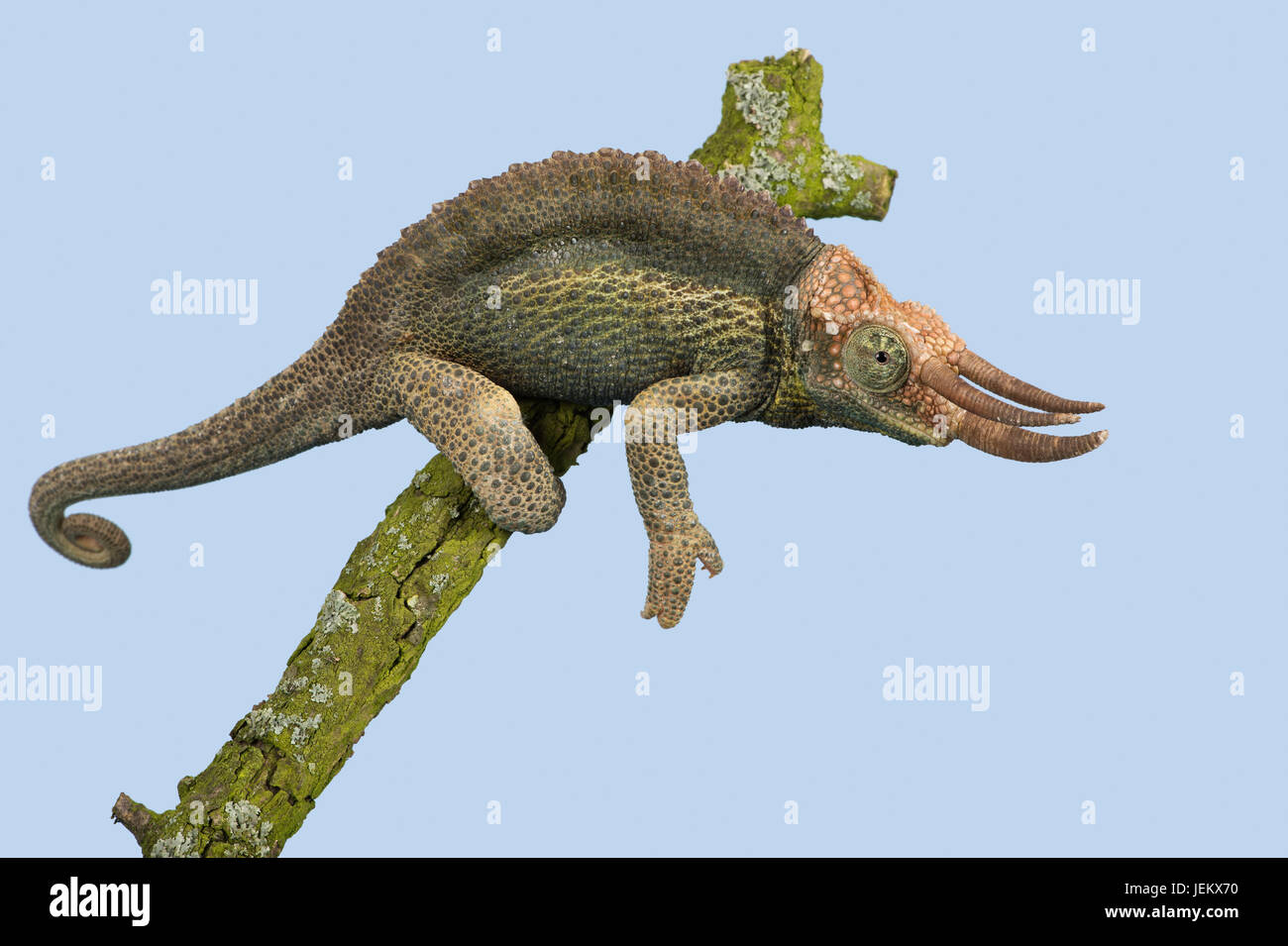 Jackson’s Chameleon (Trioceros jacksonii Stock Photo - Alamy