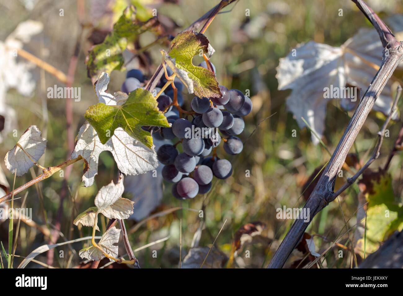 Hybrid of vitis labrusca and vinifera. Close up Stock Photo - Alamy
