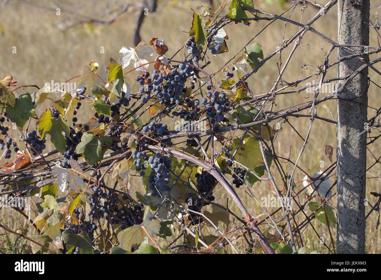 Hybrid of vitis labrusca and vinifera. Close up Stock Photo - Alamy