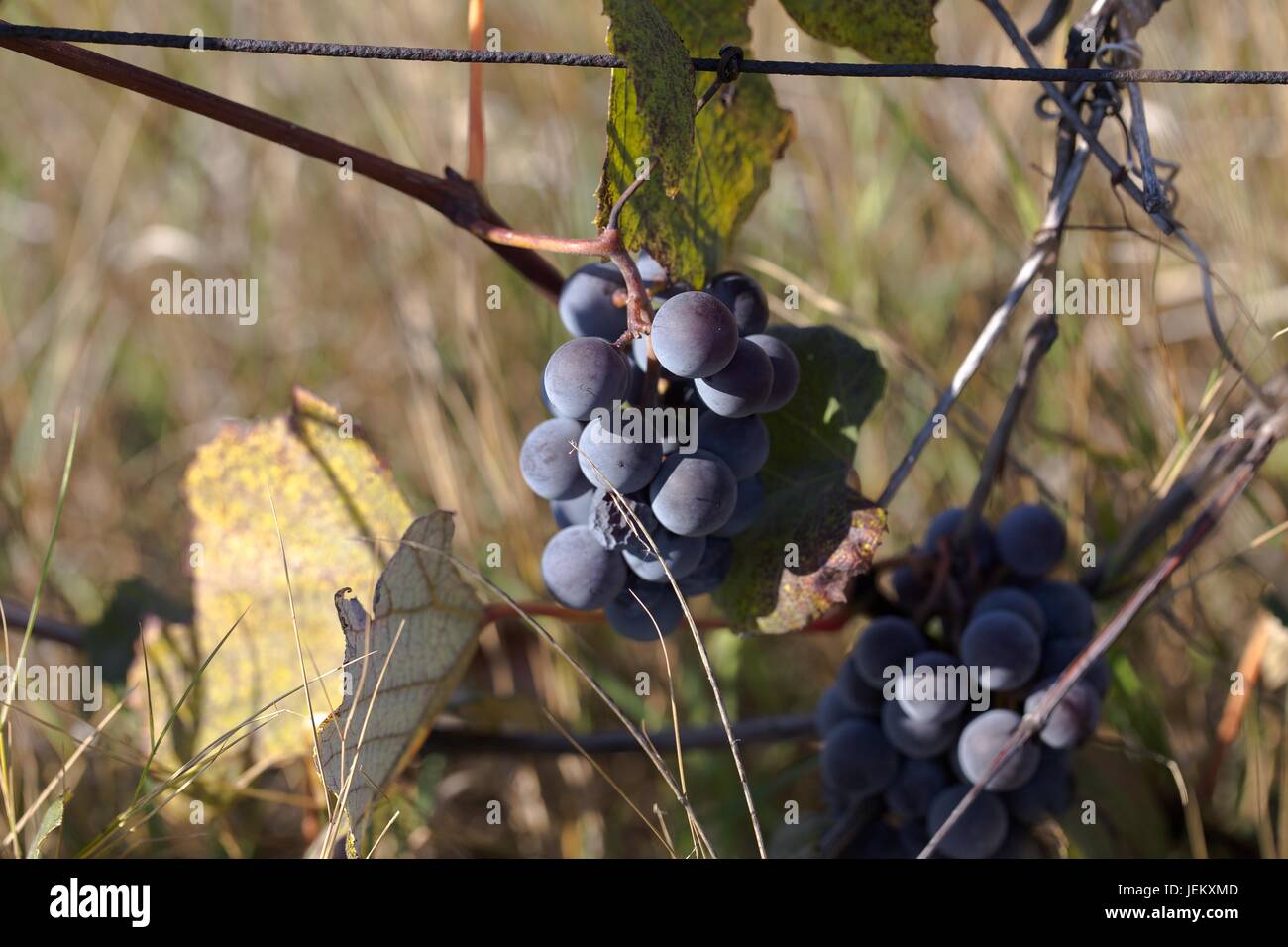 Hybrid of vitis labrusca and vinifera. Close up Stock Photo - Alamy