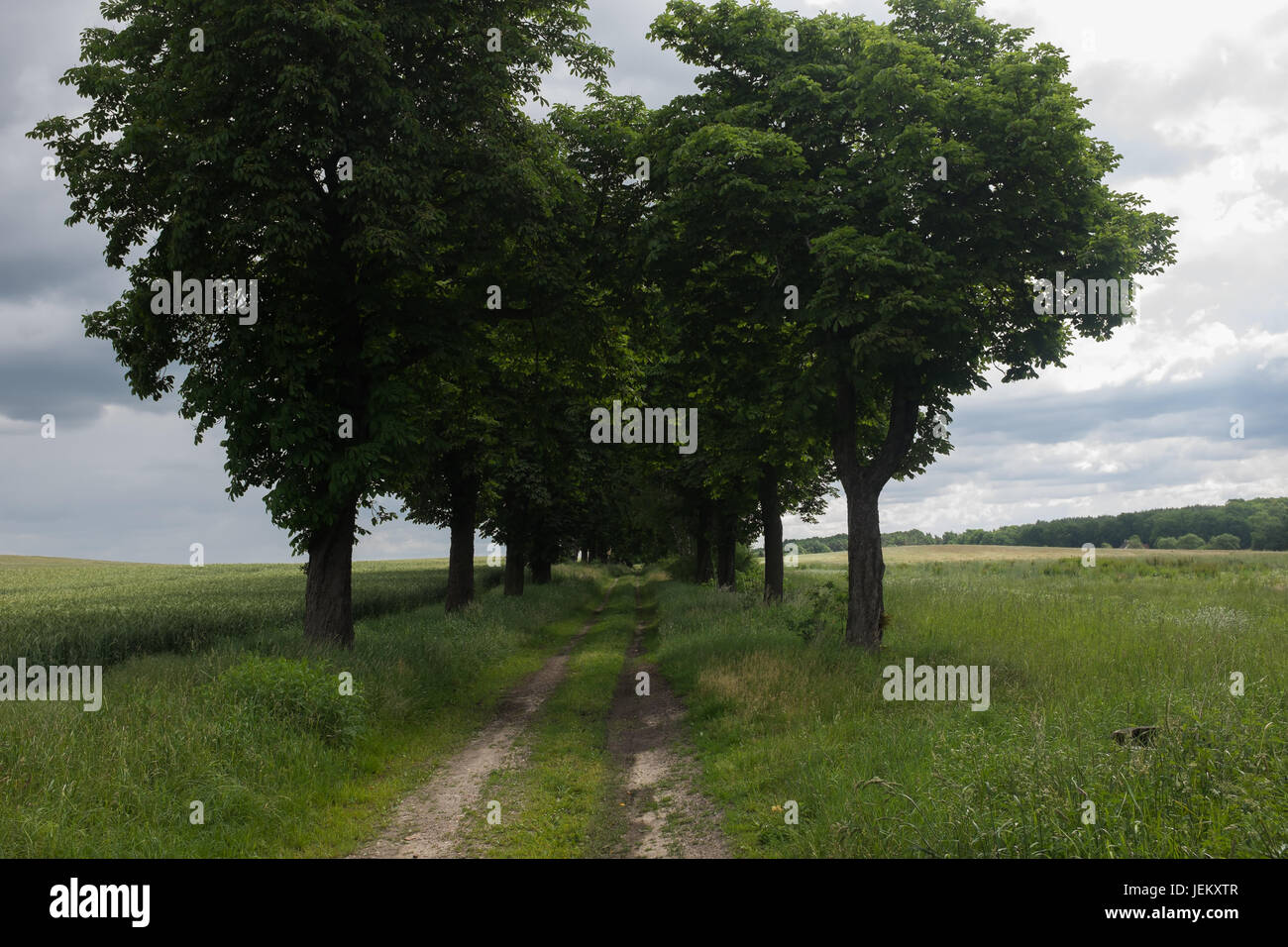 Country path and trees - Landscape - Saxony, Germany Stock Photo - Alamy