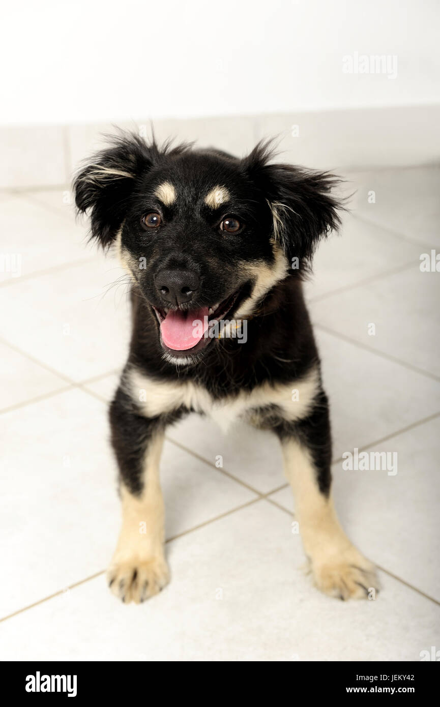 Expect pup hi-res stock photography and images - Alamy