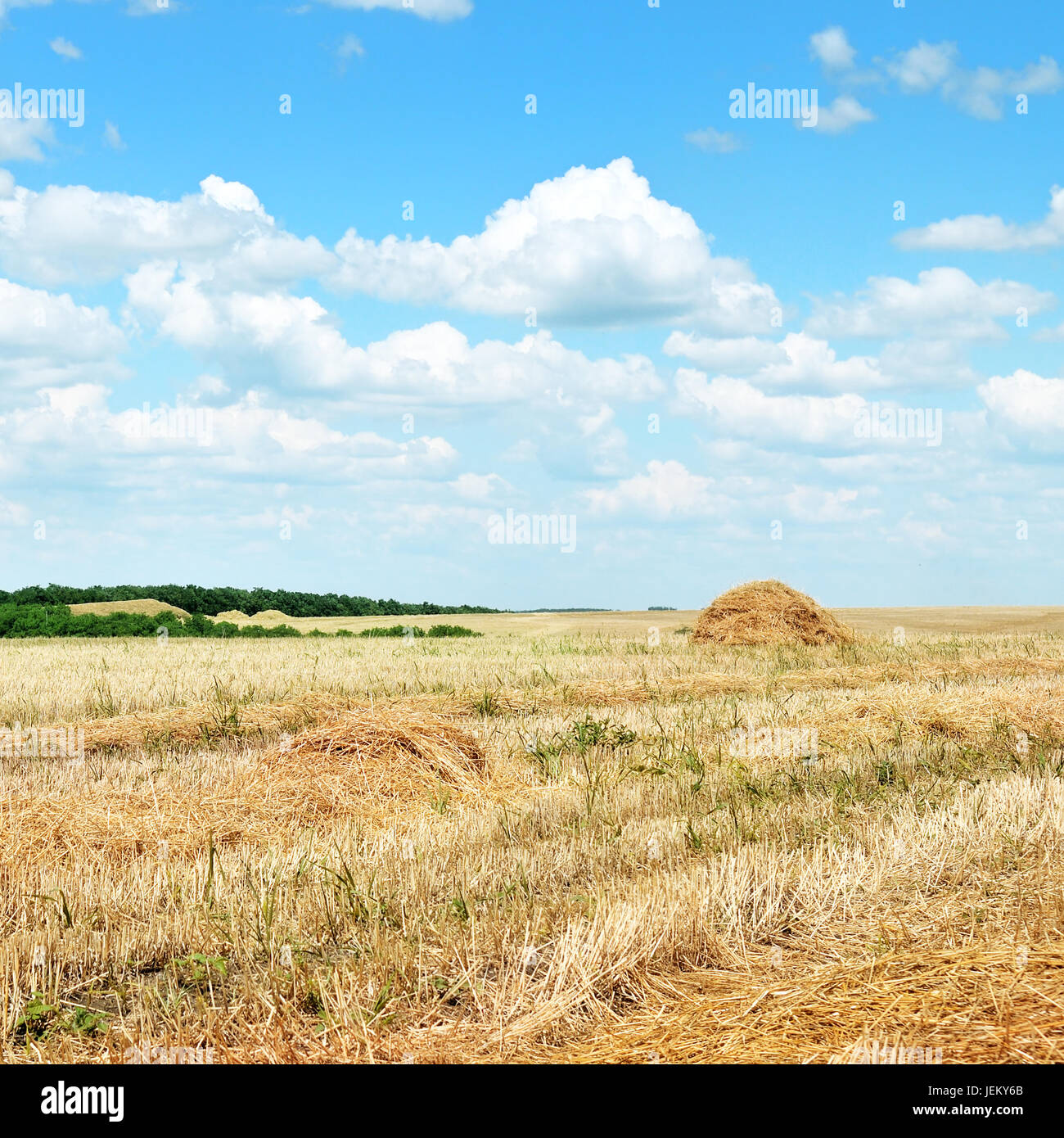 Wheat field after harvest Stock Photo - Alamy