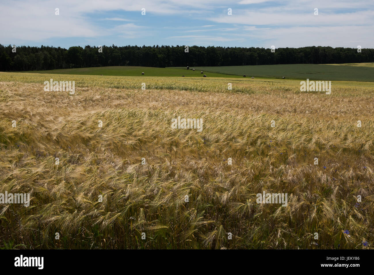 Yellow Wheat Field and forest - Landscape Stock Photo - Alamy