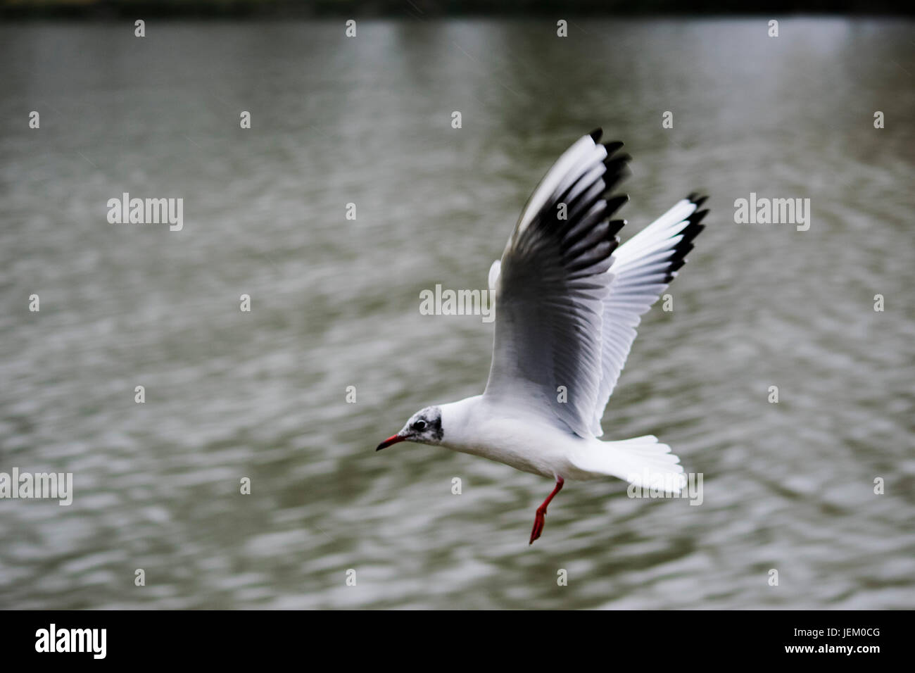 Seagull bird in flight over a river in Longleat Stock Photo - Alamy