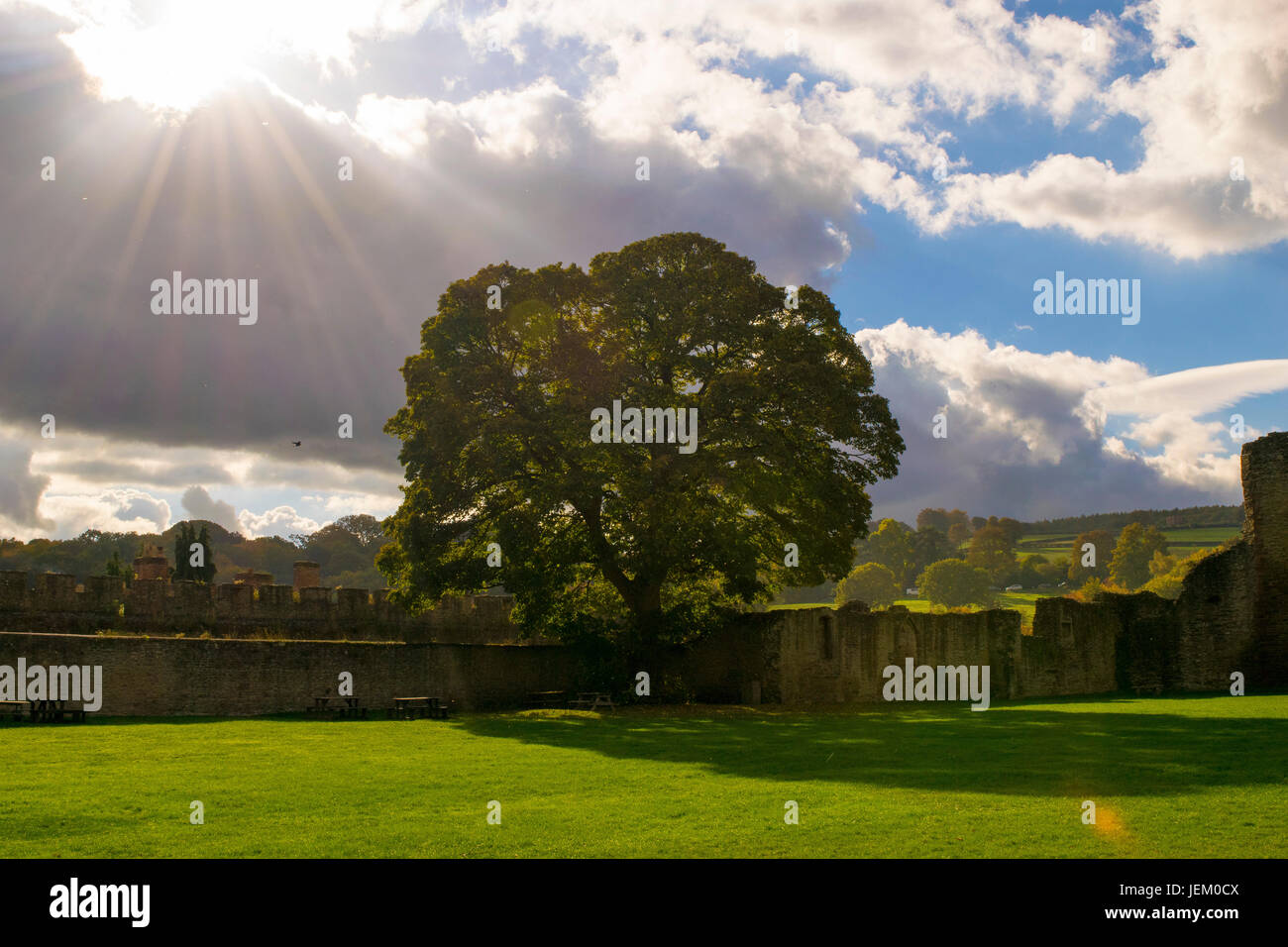Majestic oak tree at the back of Ludlow Castle's courtyard, surrounded ...