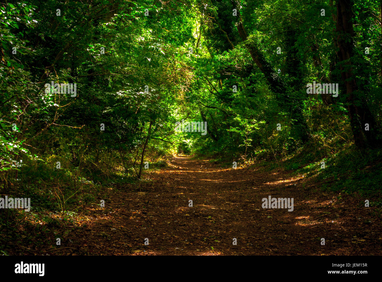 walkway between trees Stock Photo - Alamy