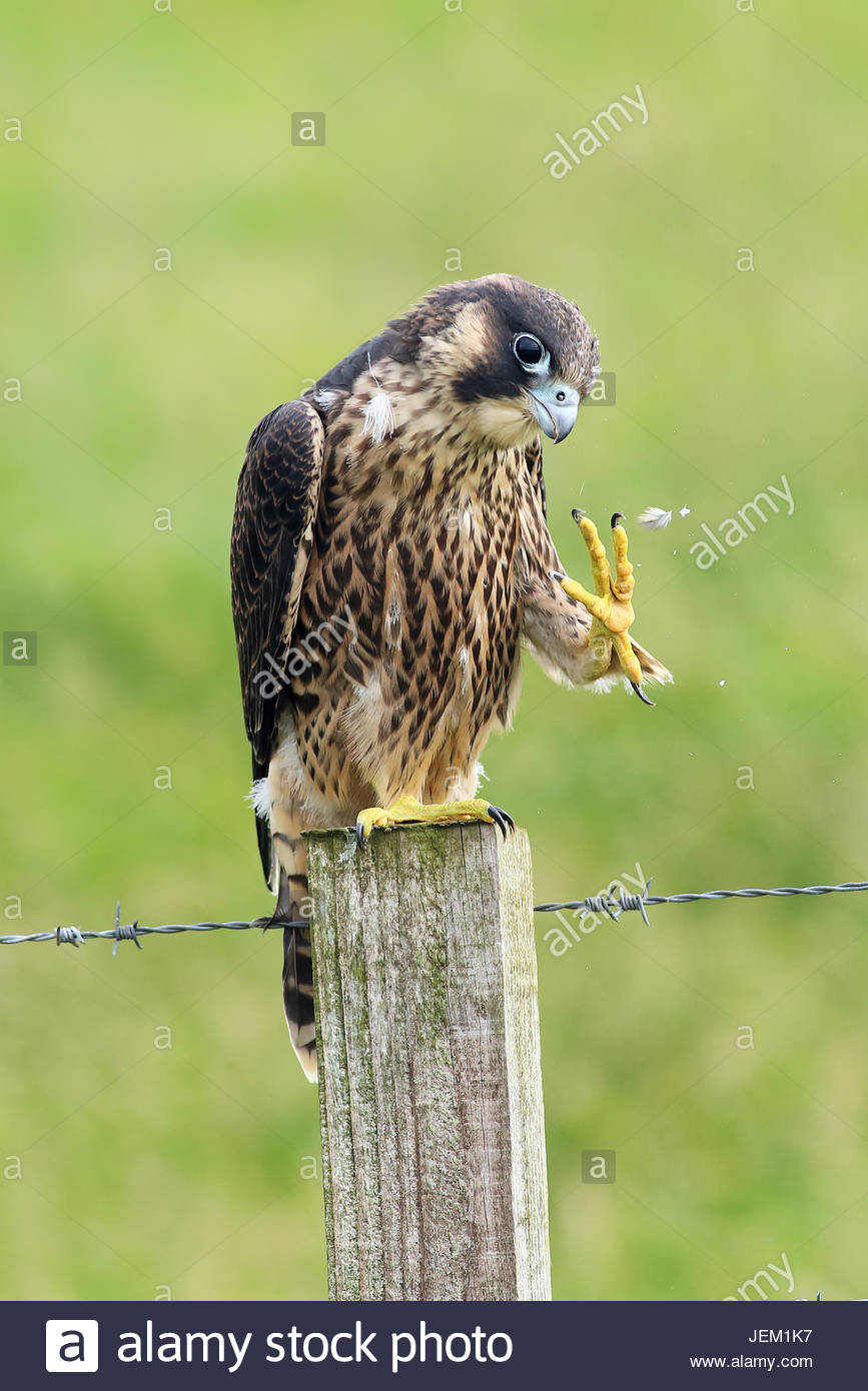 Juvenile Peregrine Falcon High Resolution Stock Photography and Images ...