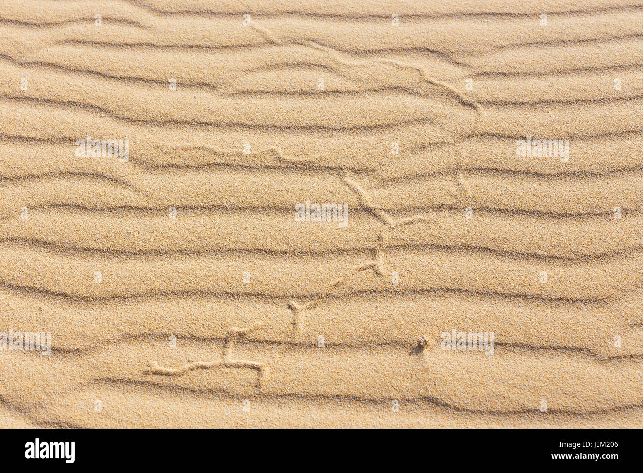 Lines in the sand of a beach, close up Stock Photo - Alamy