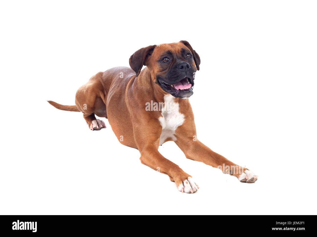 Beautiful boxer dog isolated on a white background Stock Photo - Alamy