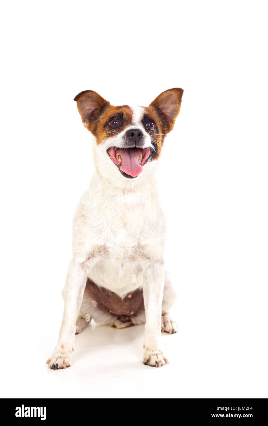 Beautiful small dog isolated on a white background Stock Photo - Alamy