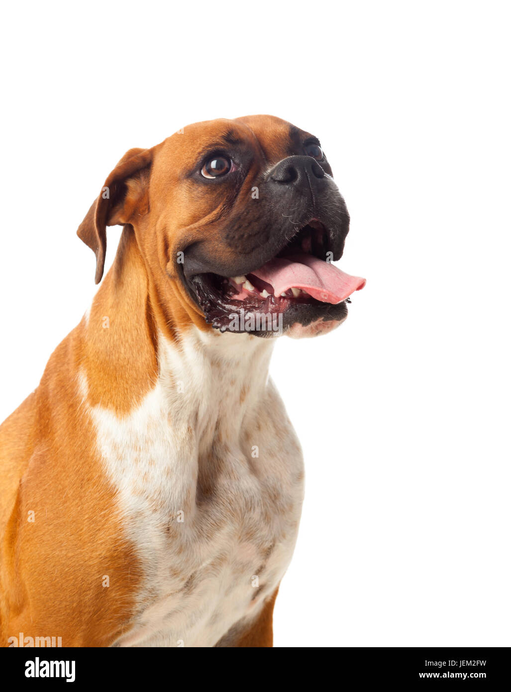 Beautiful brown boxer dog isolated on a white background Stock Photo - Alamy