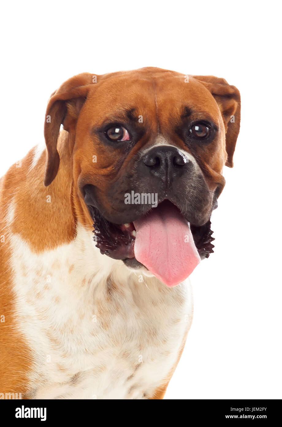 Beautiful brown boxer dog isolated on a white background Stock Photo ...