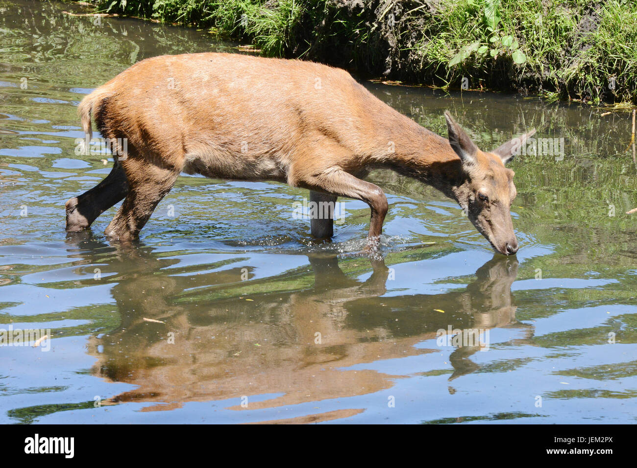 As the hot weather continues, a herd of deer take a dip in Richmond ...