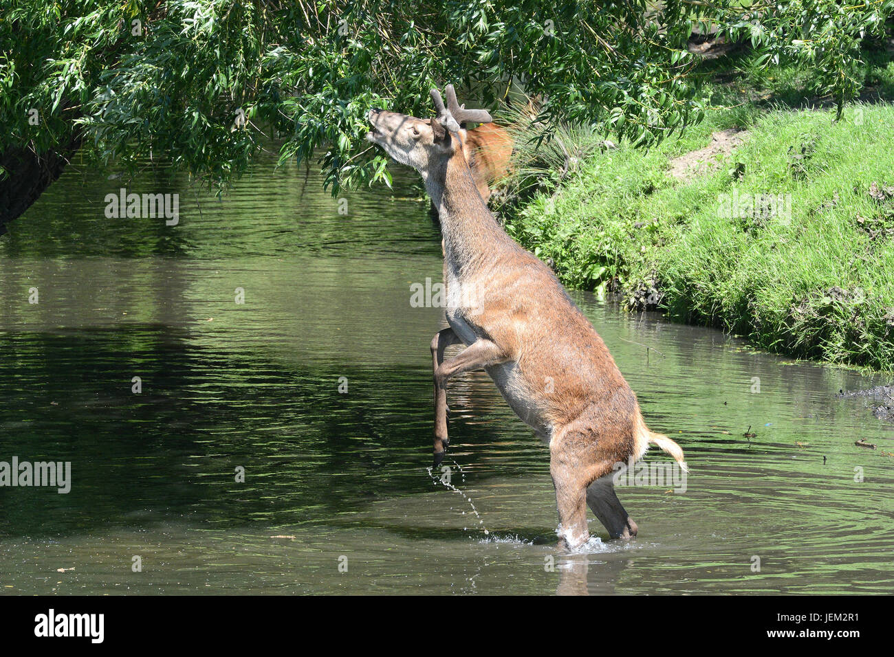 As the hot weather continues, a herd of deer take a dip in Richmond ...