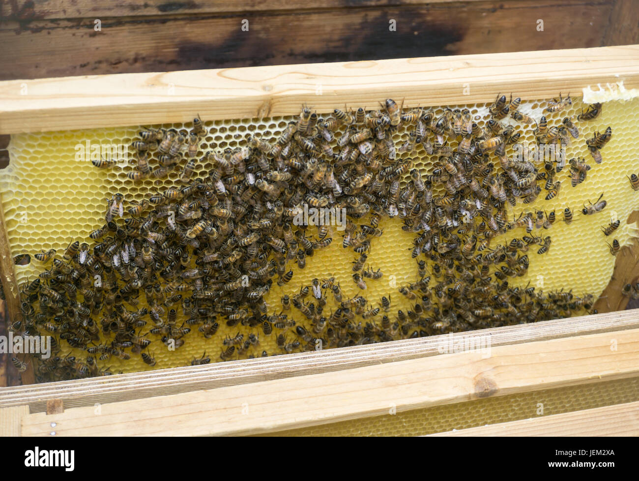 Beekeeper working with bees in beehive, showing the frame with ...