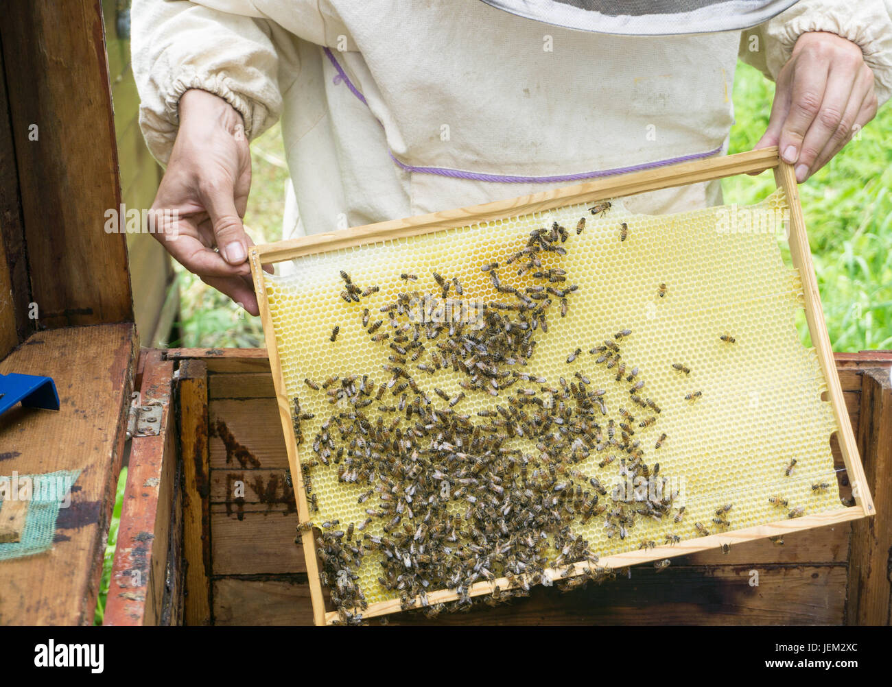 Beekeeper working with bees in beehive, showing the frame with ...