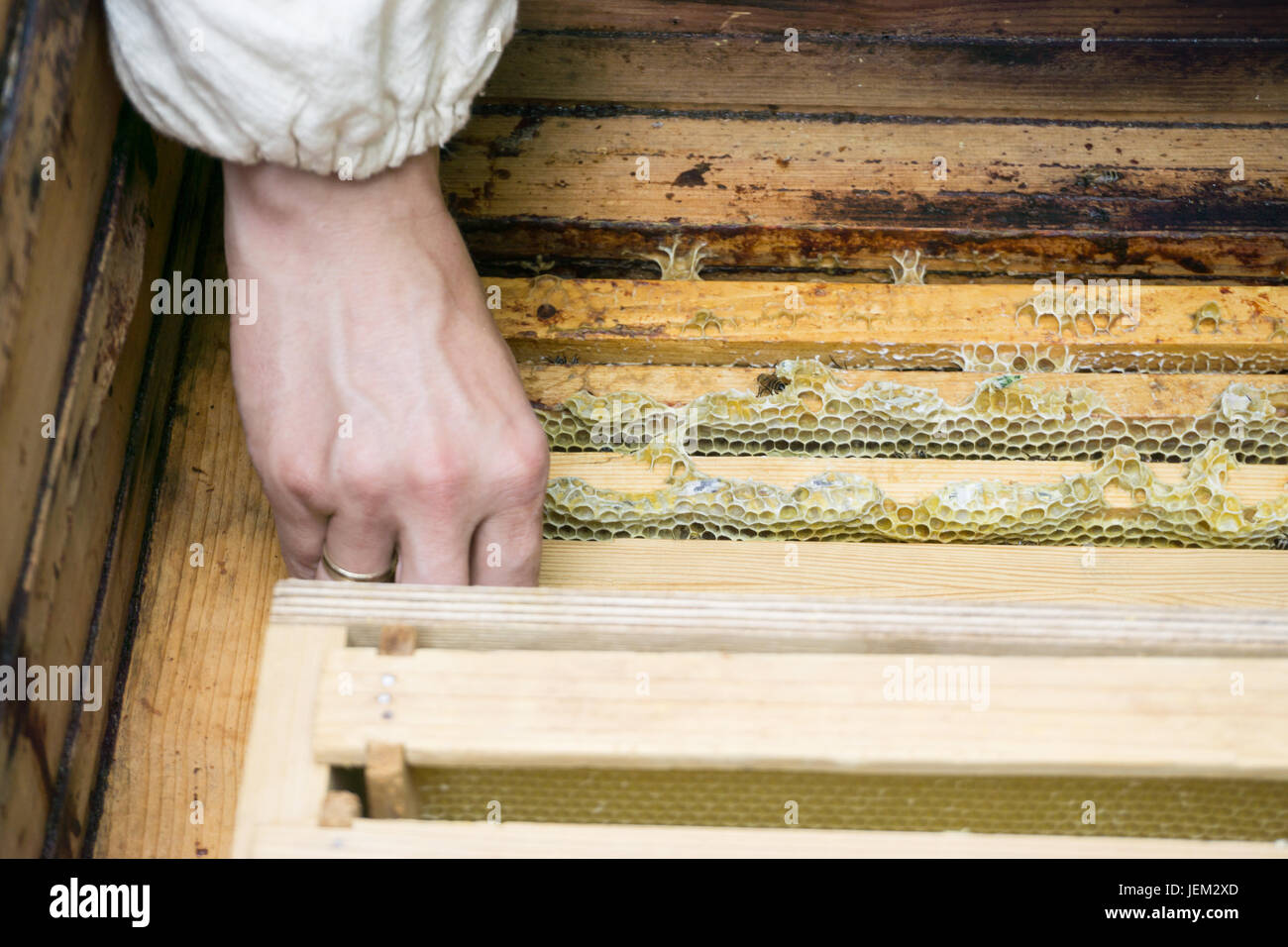 Beekeeper working with bees in beehive, showing the frame with ...