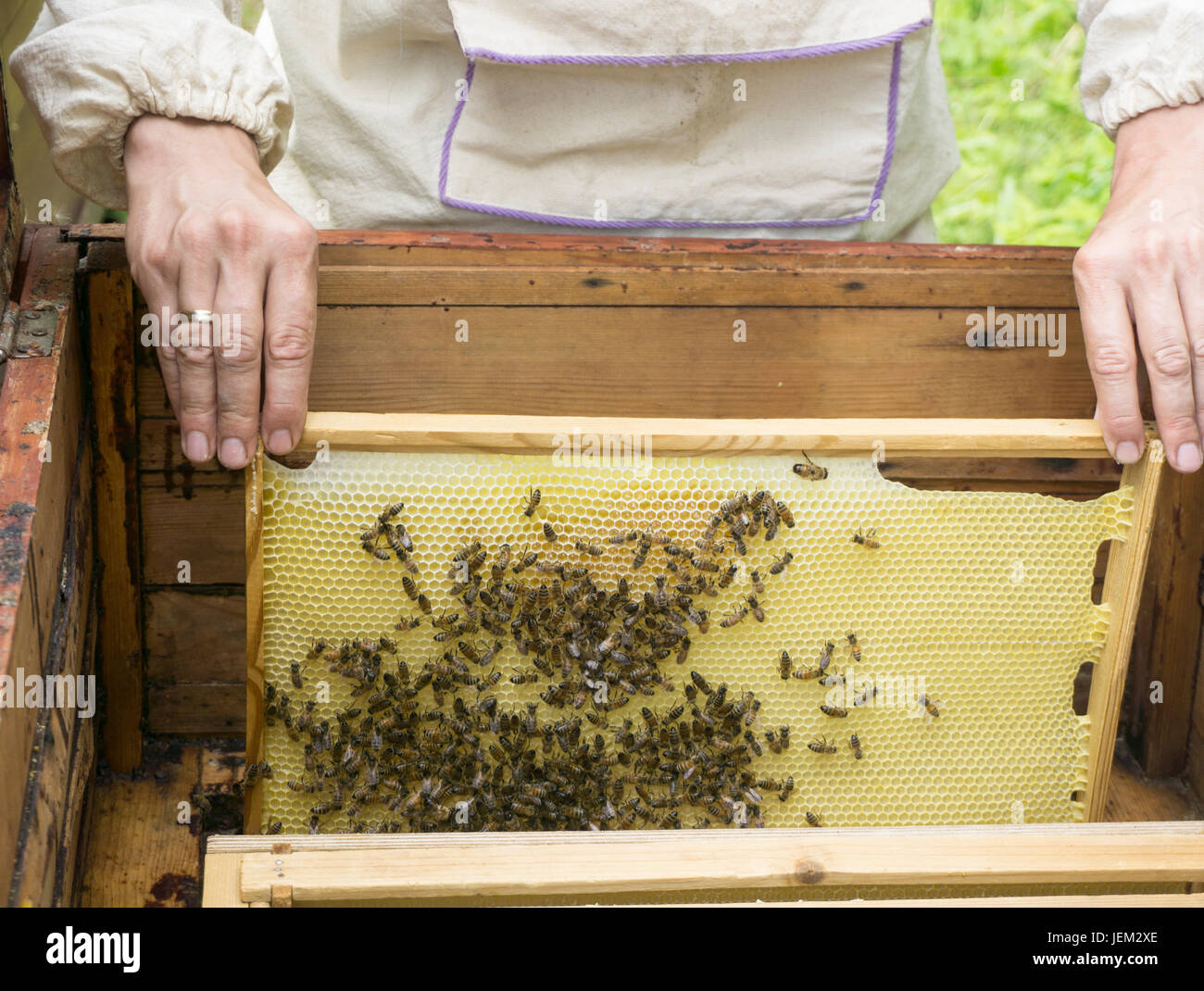 Beekeeper working with bees in beehive, showing the frame with ...