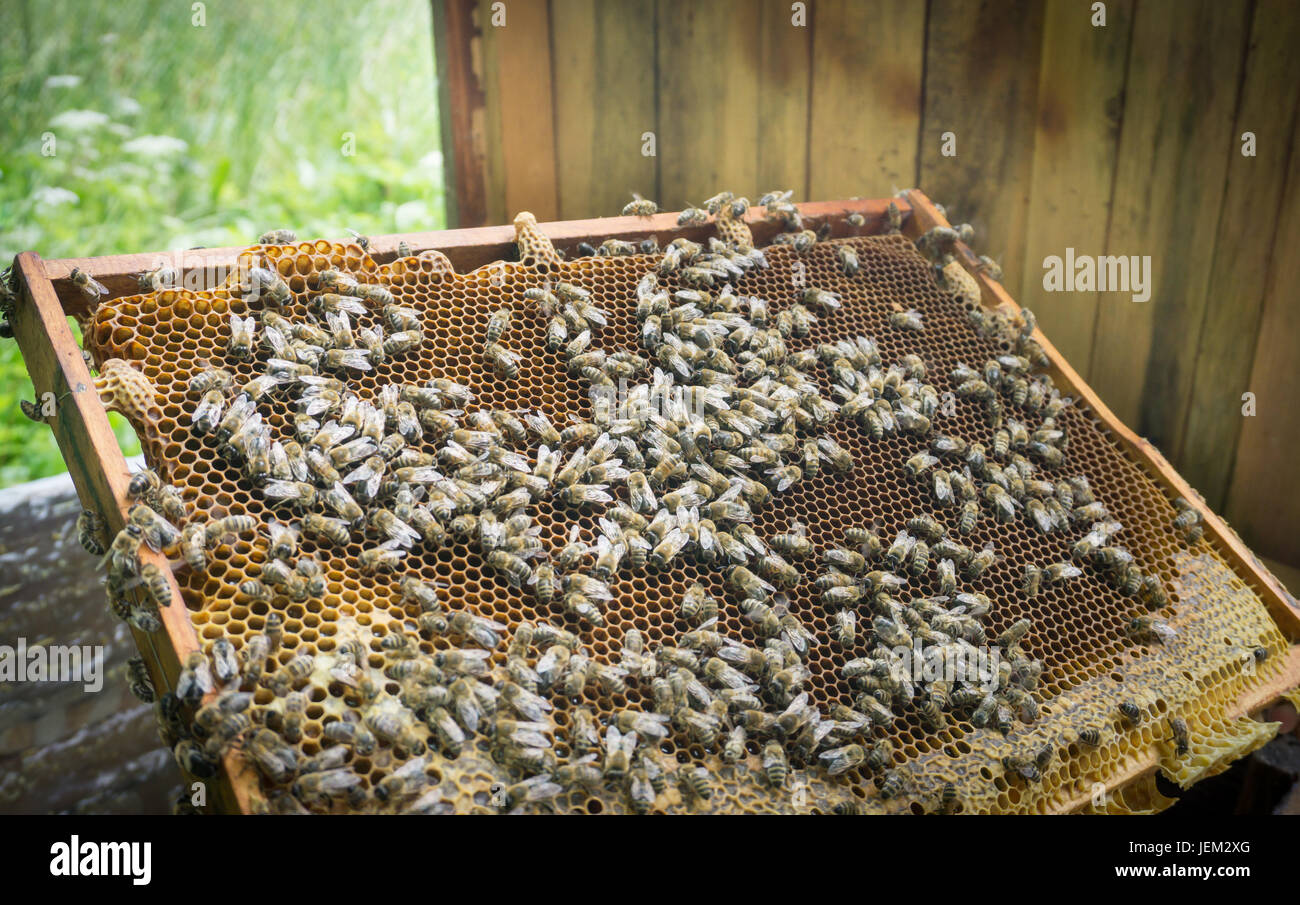 Beekeeper working with bees in beehive, showing the frame with ...