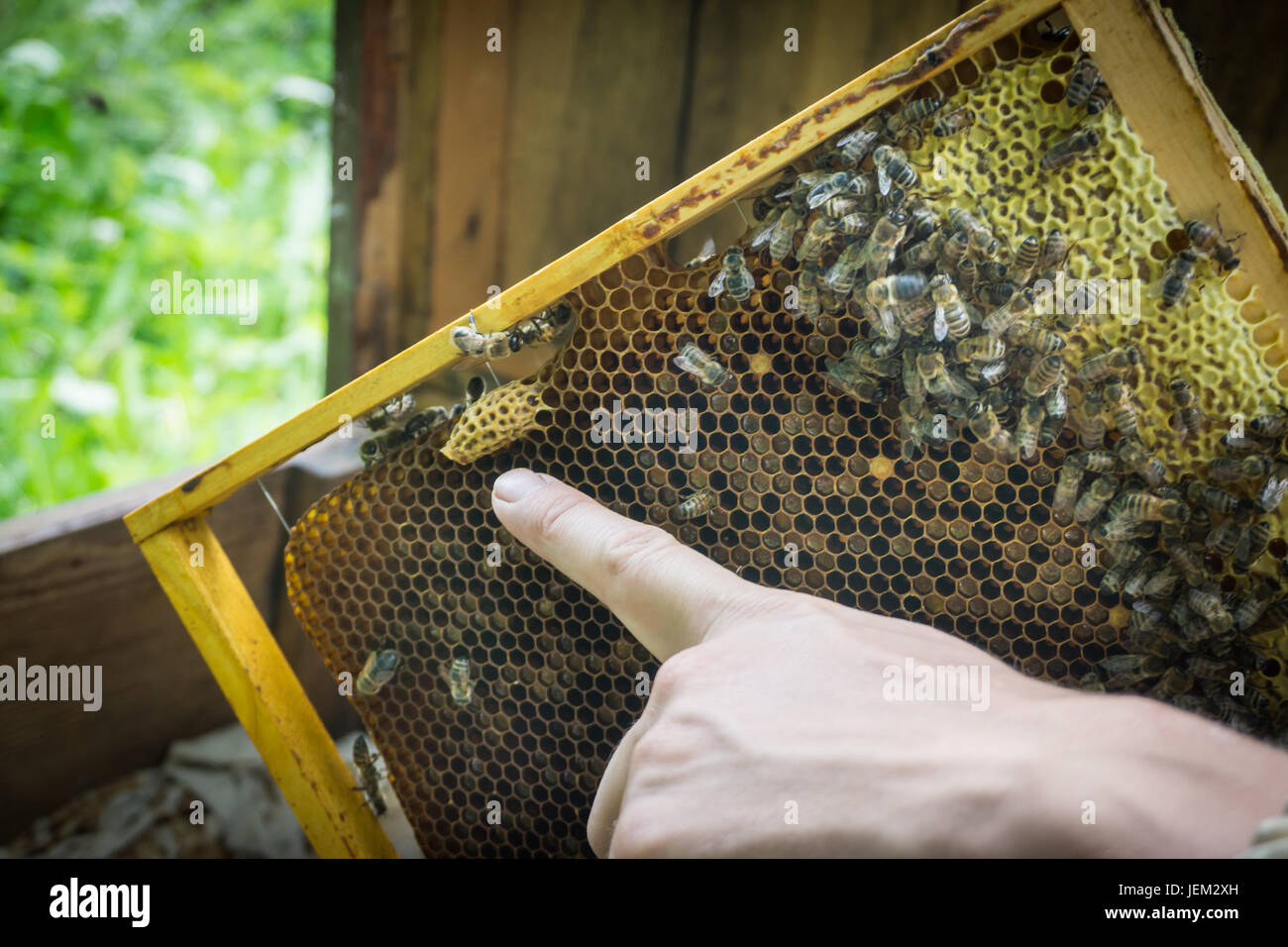 Beekeeper working with bees in beehive, showing the frame with ...