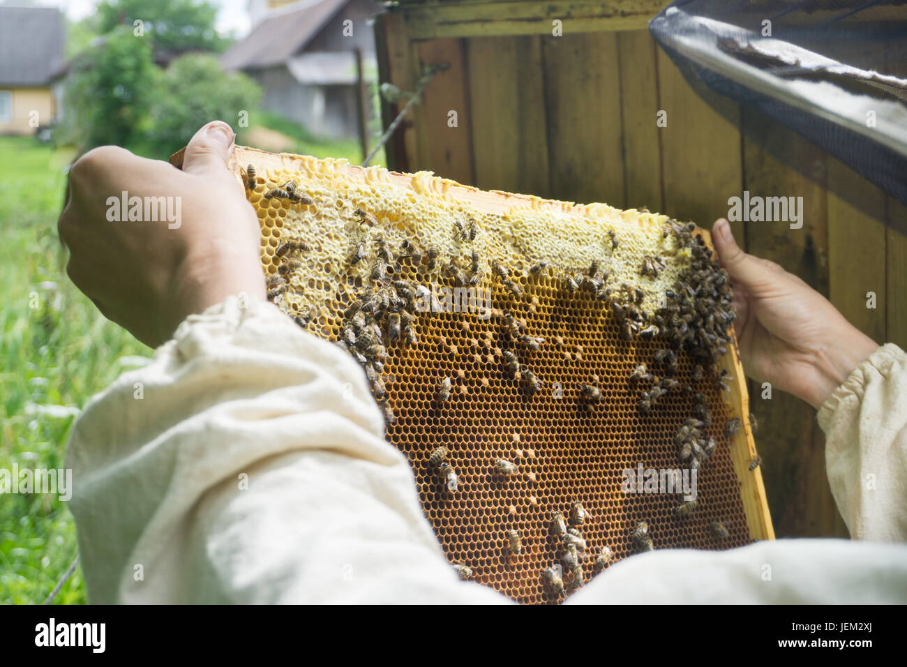 Beekeeper working with bees in beehive, showing the frame with ...
