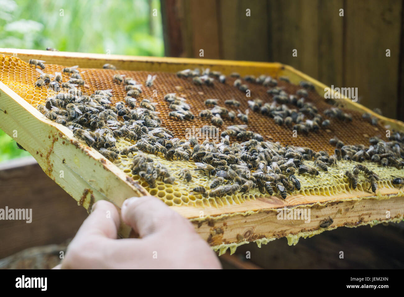 Beekeeper working with bees in beehive, showing the frame with ...