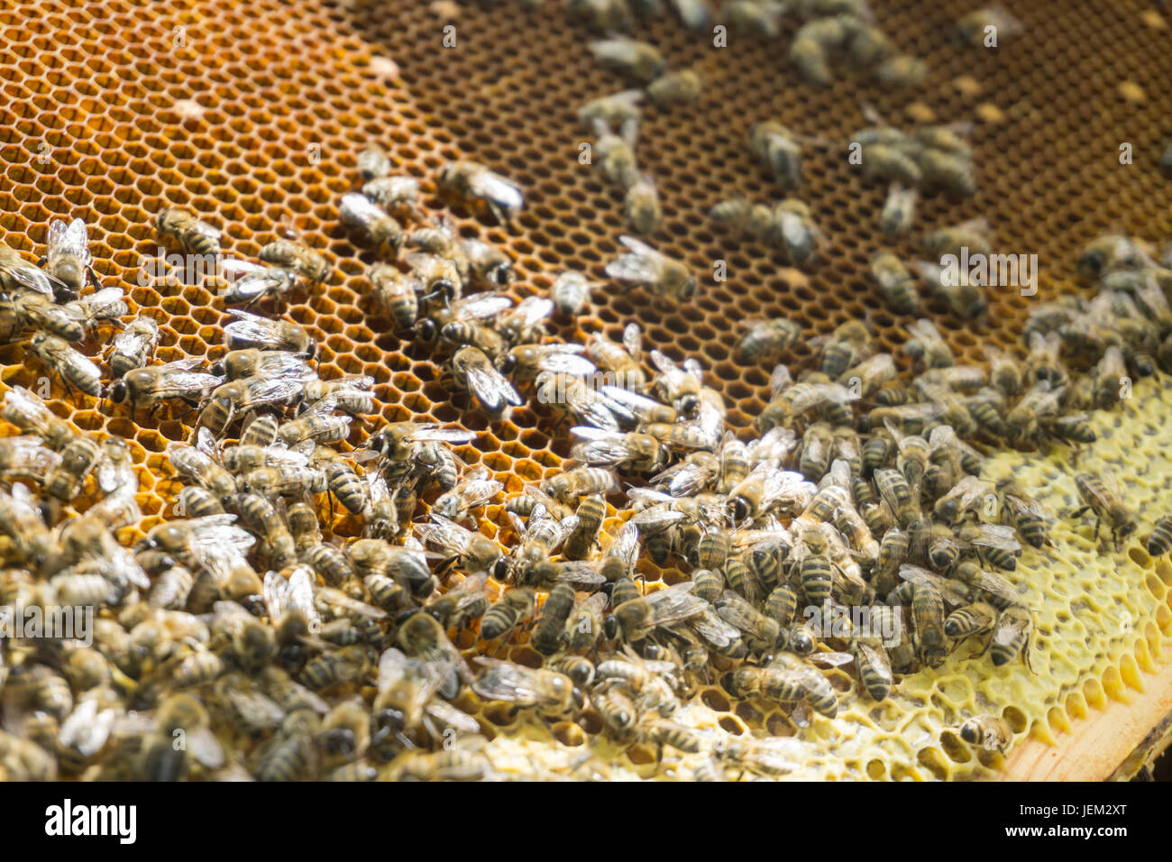 Beekeeper working with bees in beehive, showing the frame with ...
