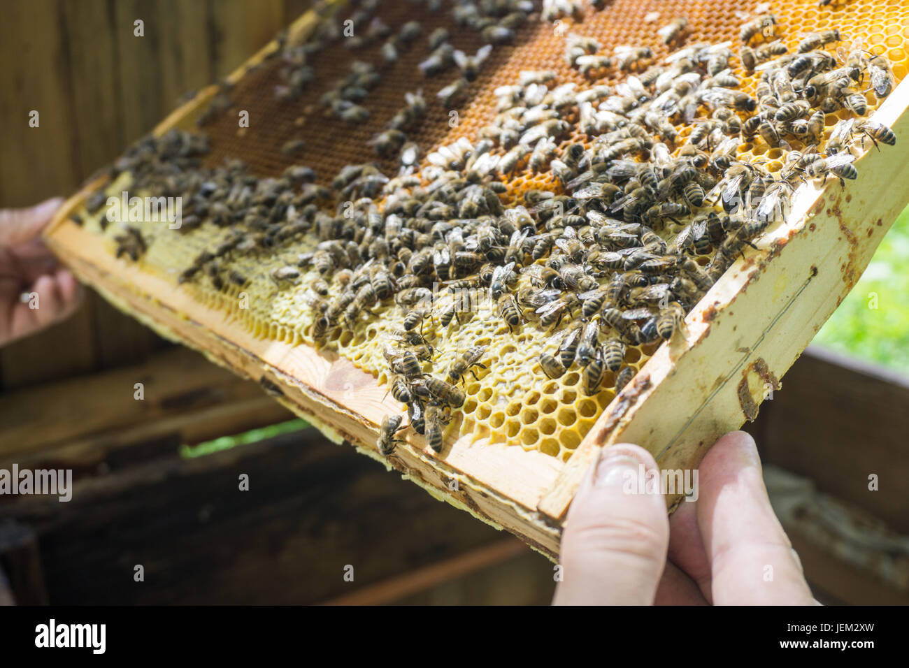 Beekeeper working with bees in beehive, showing the frame with ...