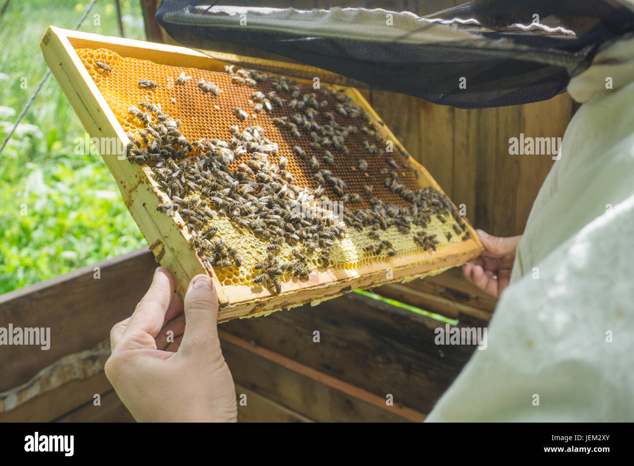 Beekeeper working with bees in beehive, showing the frame with ...