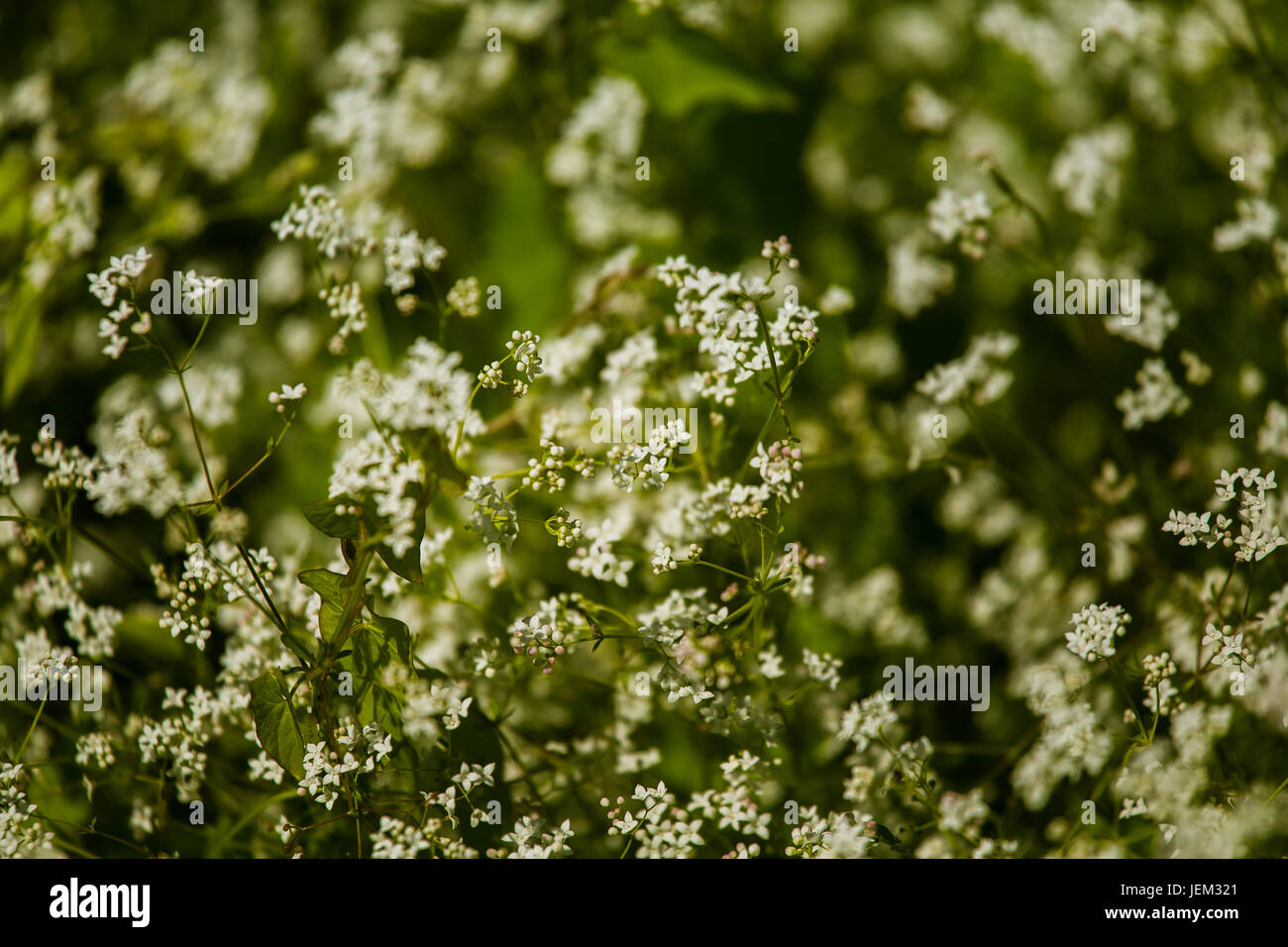 Beautiful white tiny flowers in a natural habitat in summer in meadow ...
