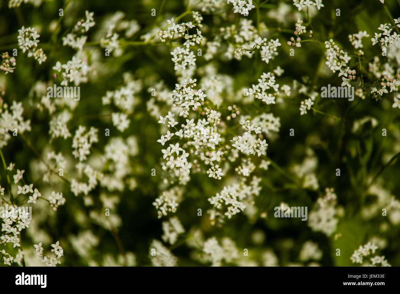 White tiny flowers hi-res stock photography and images - Alamy