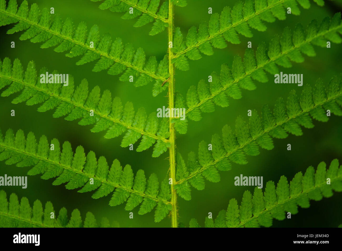 Beautiful close up pattern of a green fern leaf in a forest in summer ...