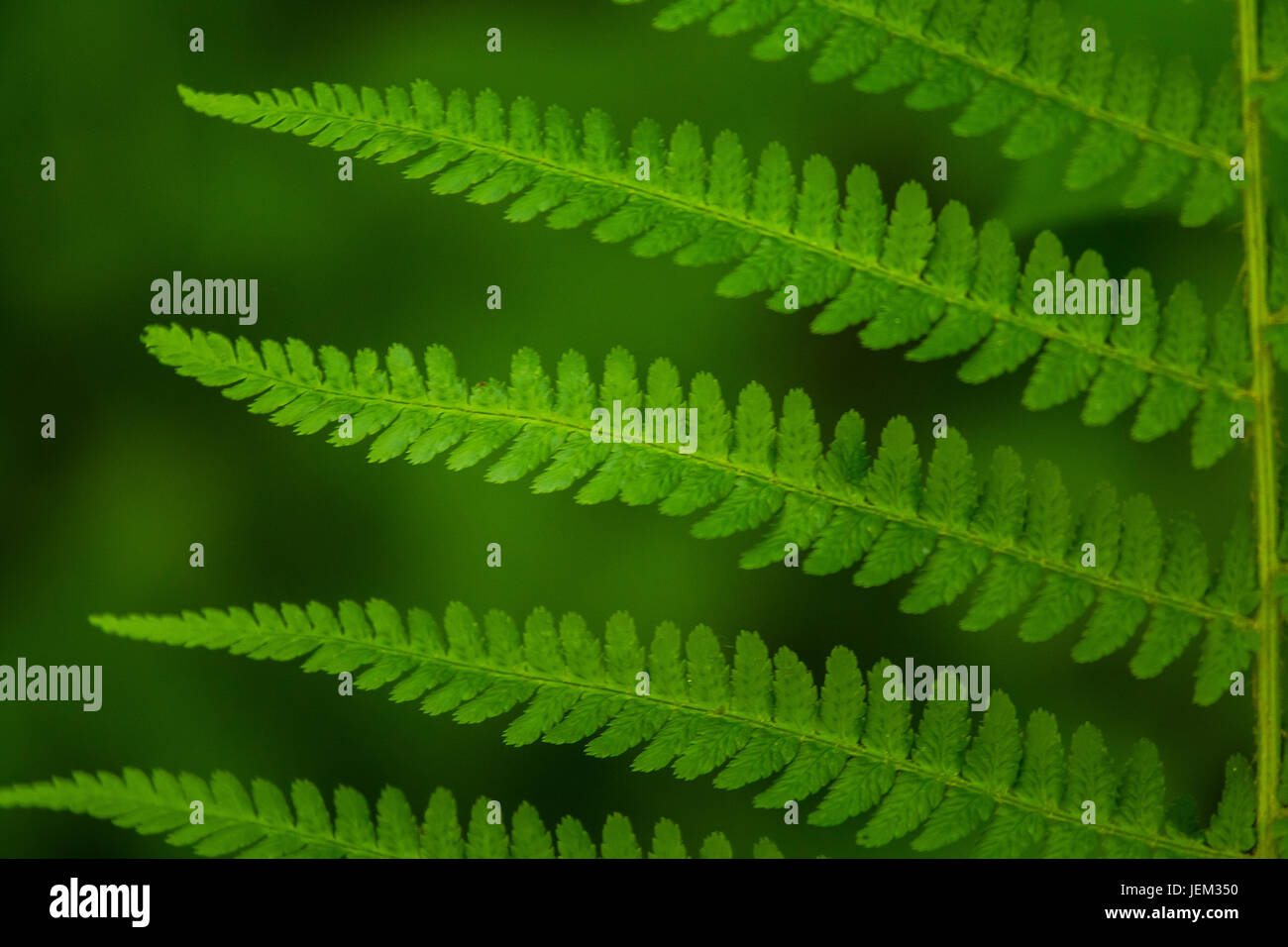 Beautiful close up pattern of a green fern leaf in a forest in summer ...