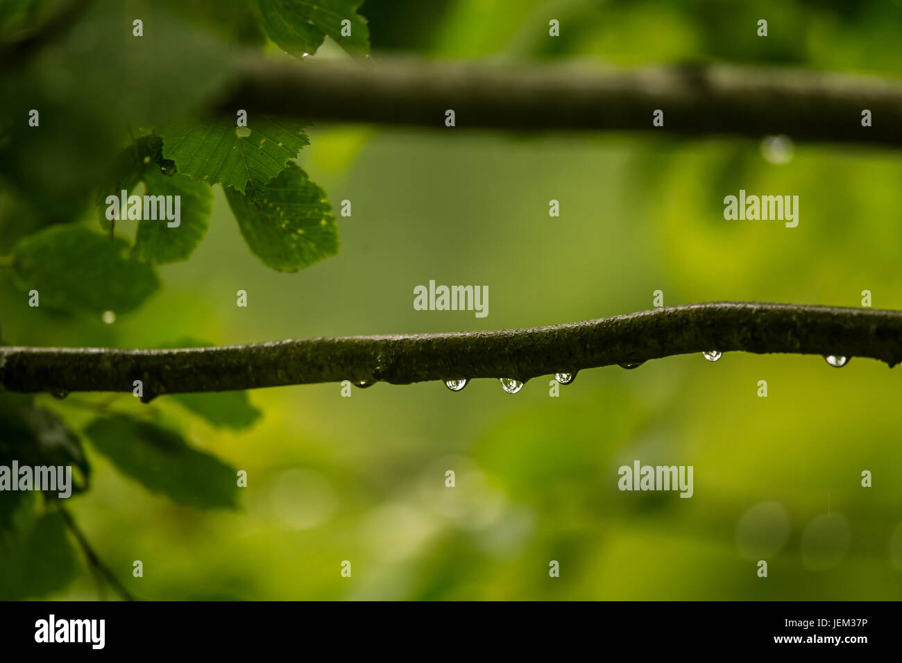 Common alder tree bark hi-res stock photography and images - Alamy