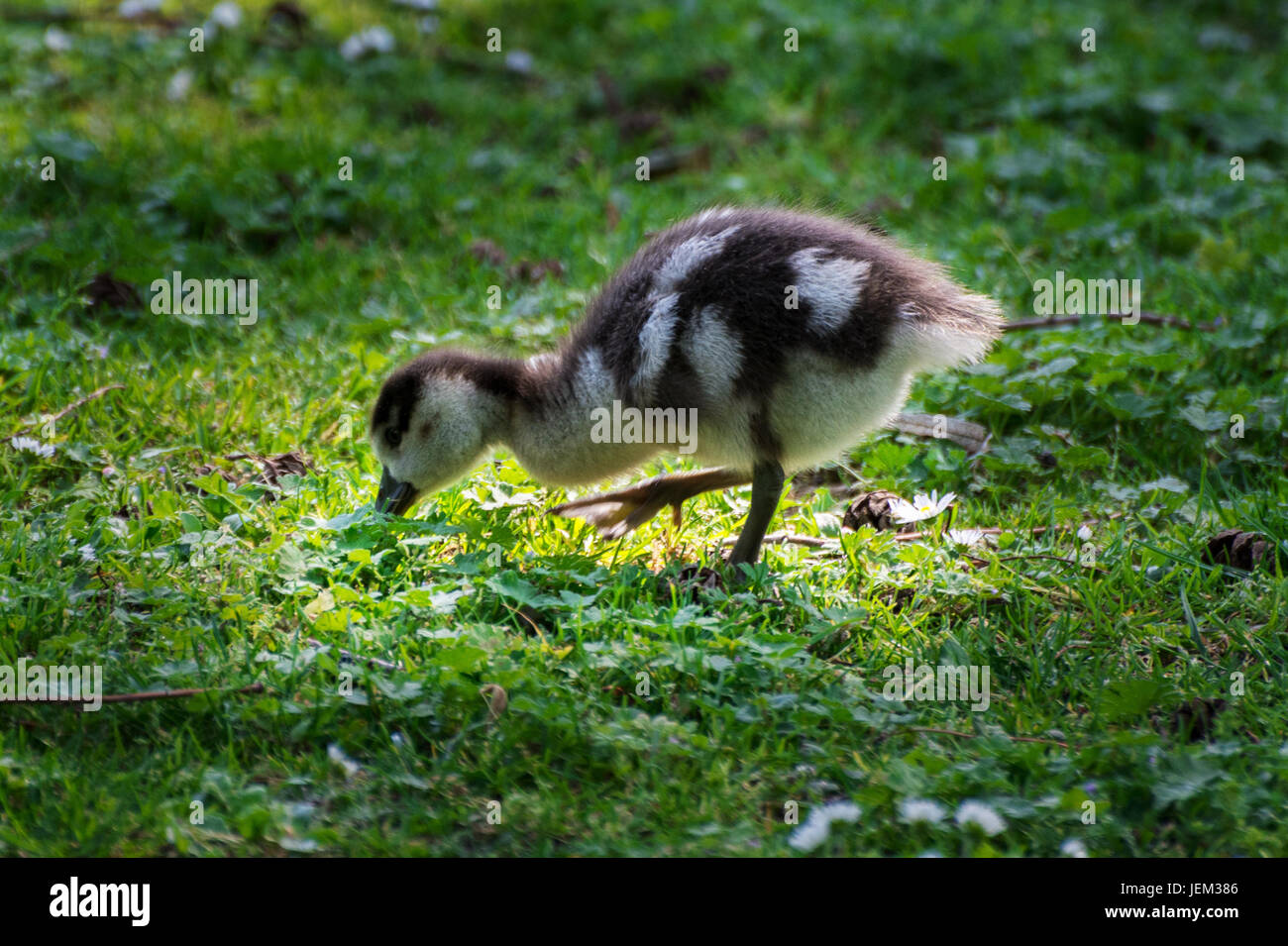Goose chicken hi-res stock photography and images - Alamy