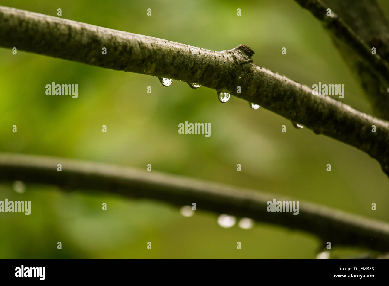 A beautiful, tranquil rain drops on a branch of an alder tree in a ...