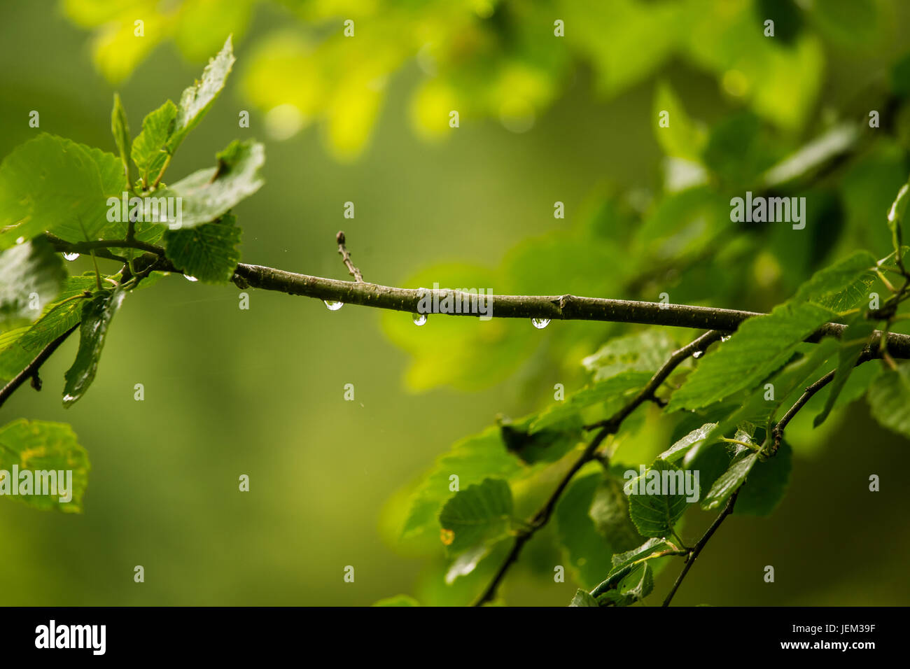 A beautiful, tranquil rain drops on a branch of an alder tree in a ...